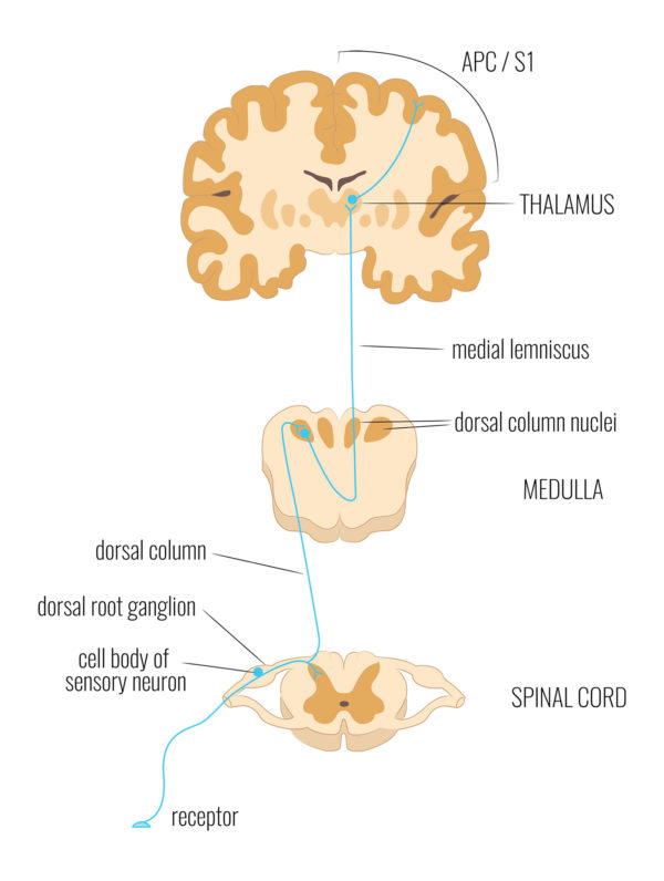 The Mystery of Proprioceptive Awareness – Baseworks